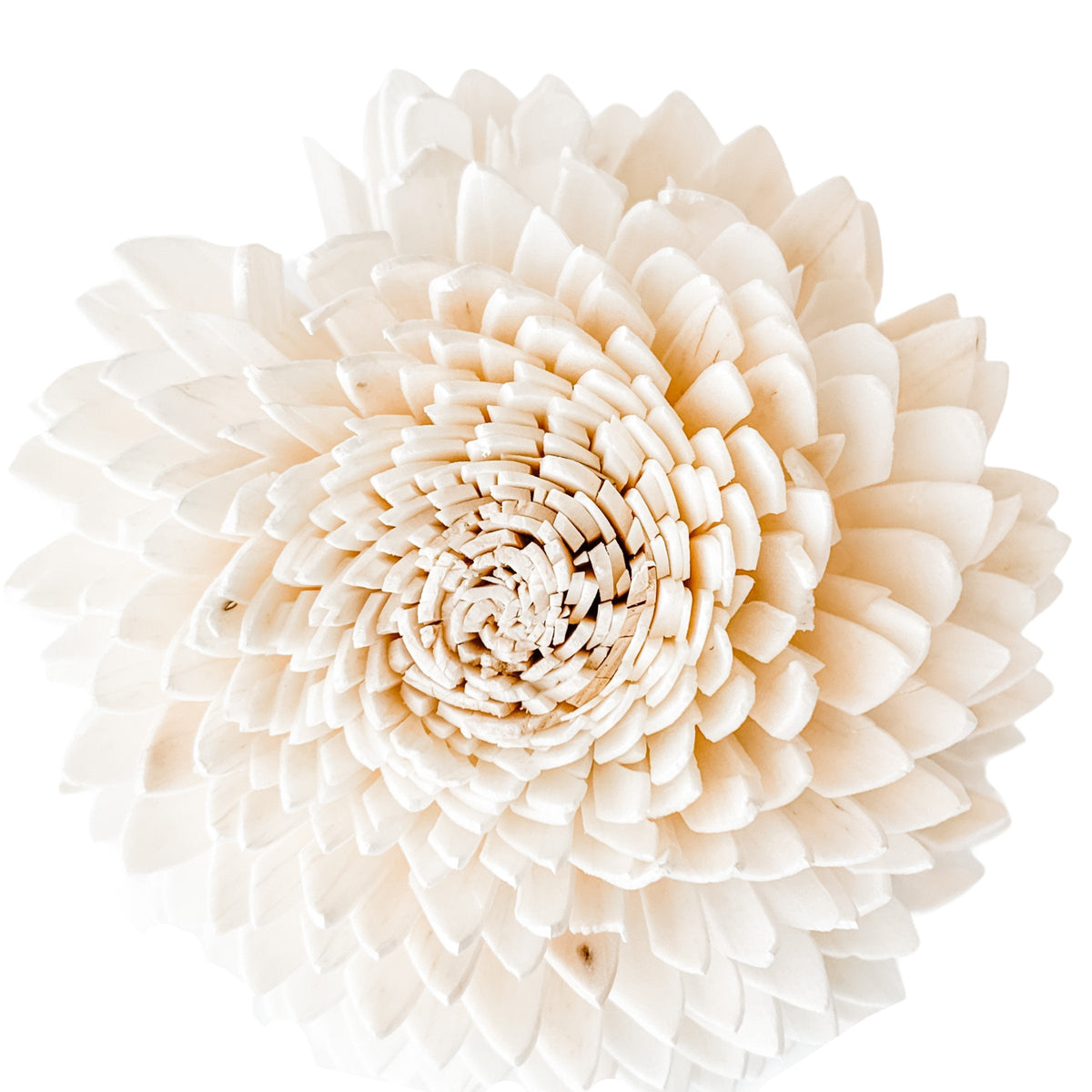 Elane Zinnia - 1 Flower - Approximately 3.75" to 4.25" – Pine and Petal ...
