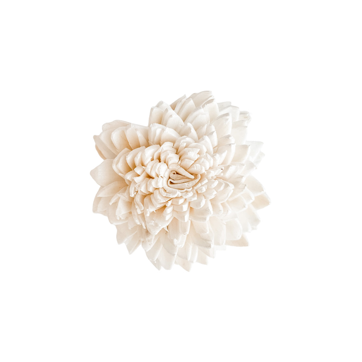 Elane Zinnia - 12 Loose Sola Flowers - Approximately 1" to 1.5" – Pine ...
